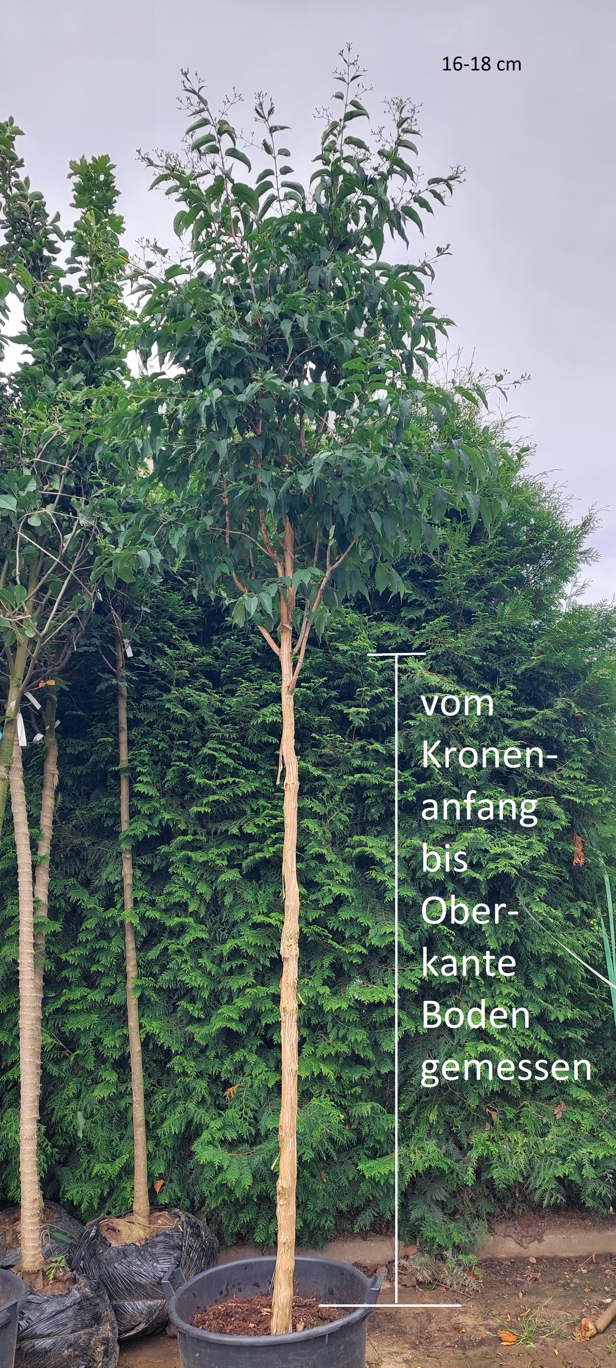 Baum Kaufen Gros