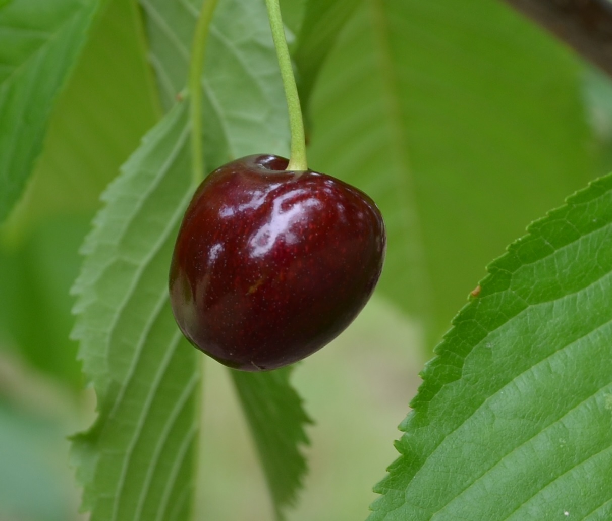 großen alten Kirschbaum der bereits Früchte trägt