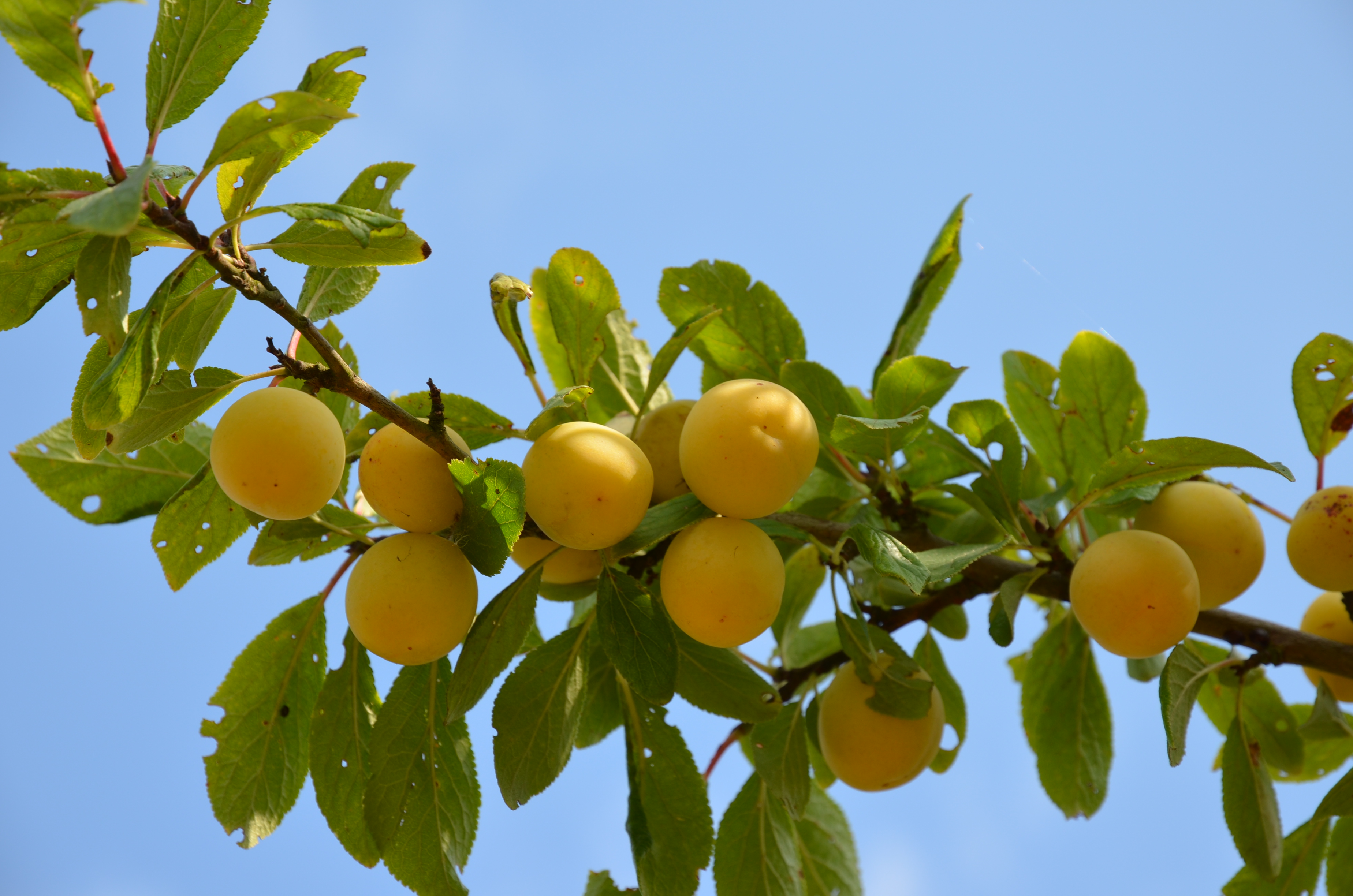 Versandhandel für große Obstbäume