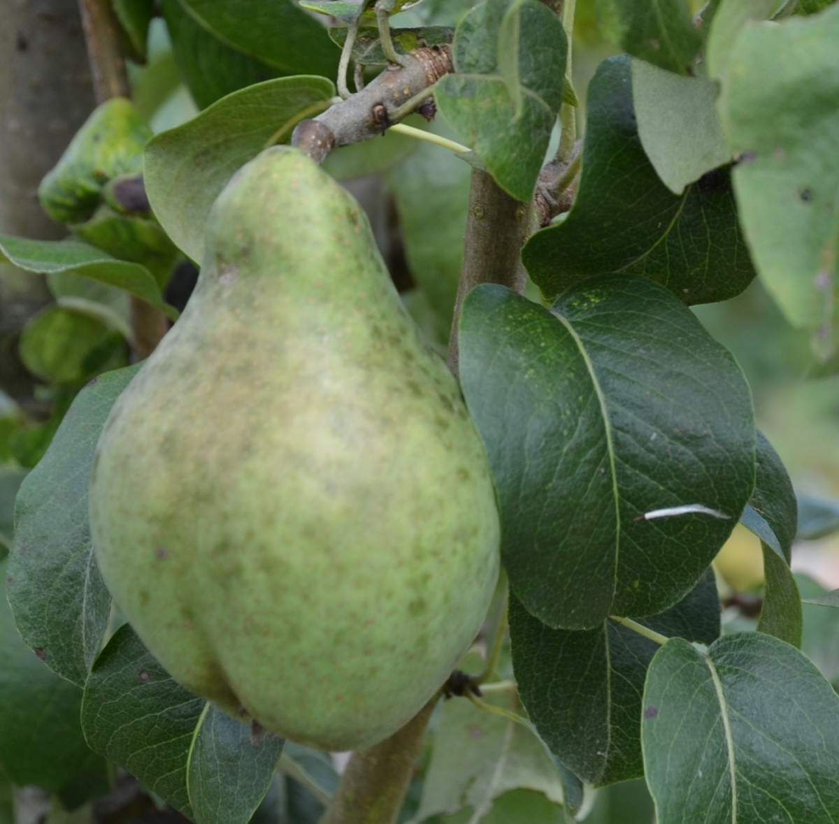 großen Birnenbaum mit Früchten und nach Hause liefern lassen