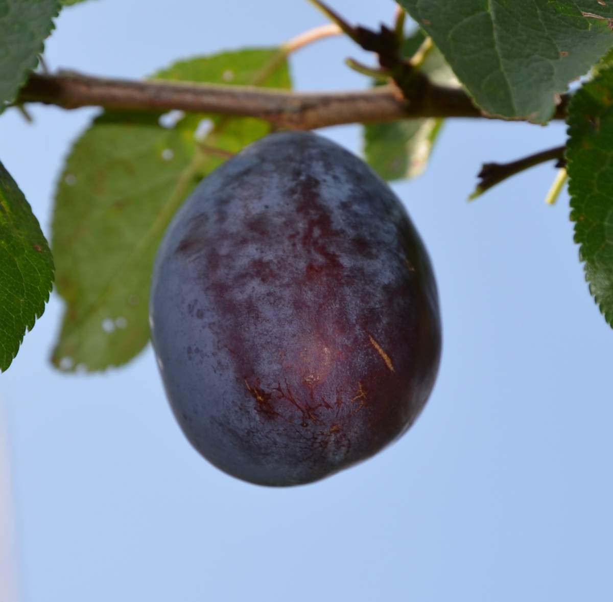 Auswahl von großen, alten Pflaumenbäumen