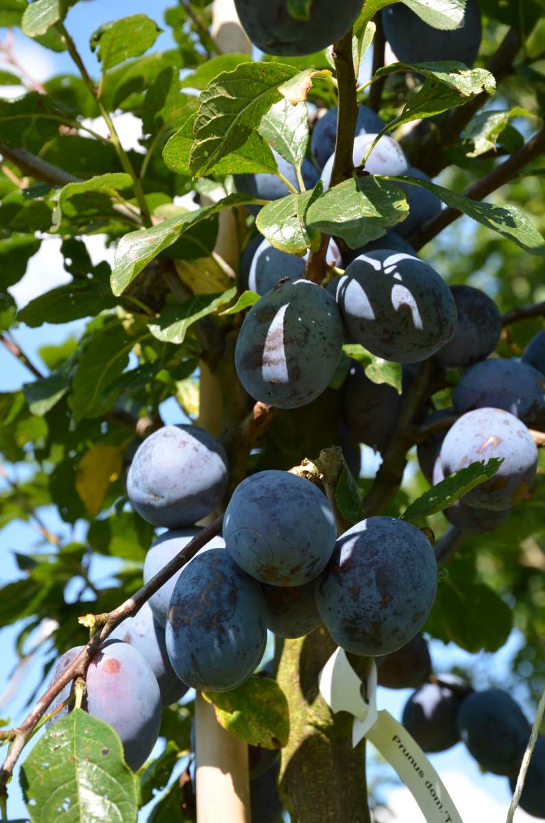 Auswahl von großen, alten Pflaumenbäumen