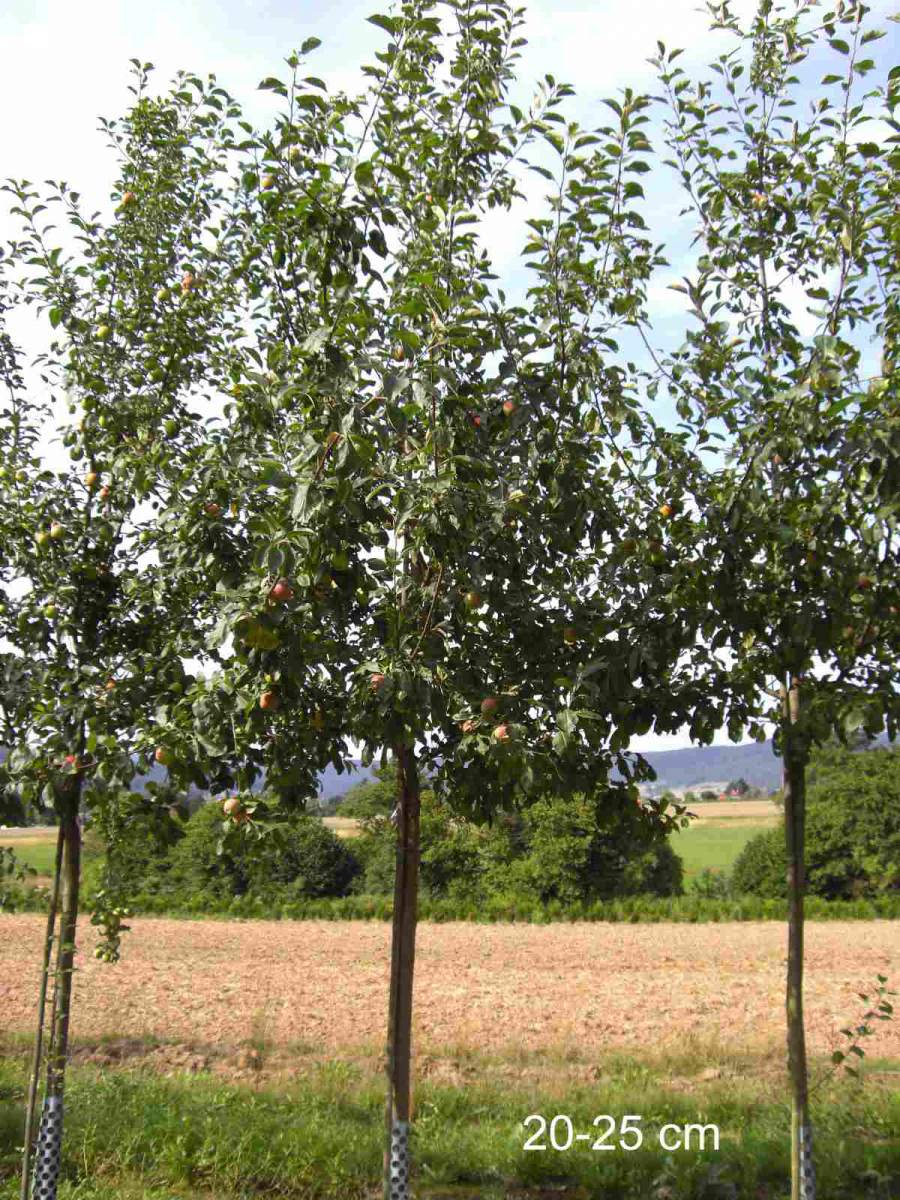 alte Apfelsorten die bereits Früchte tragen