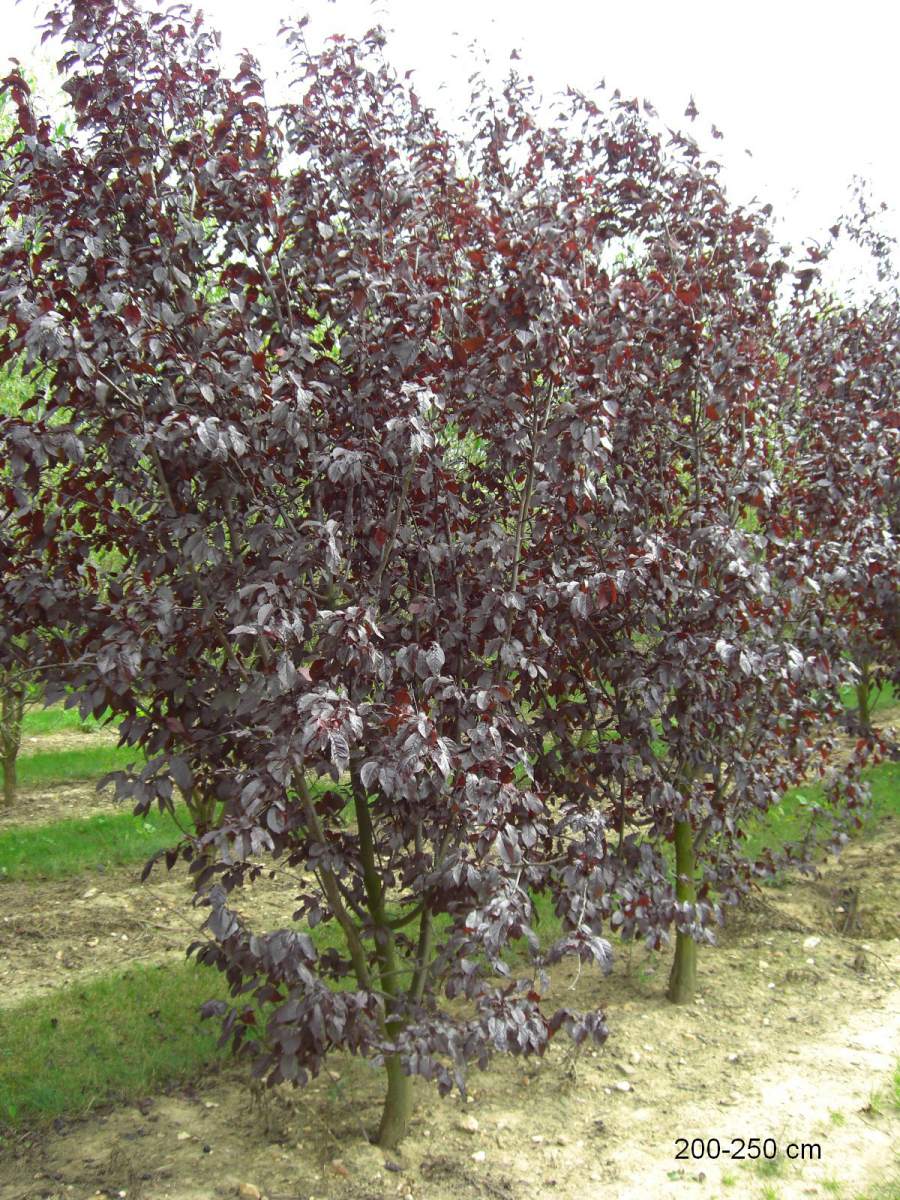 Zier - Blutpflaume schon als großer Baum liefern lassen
