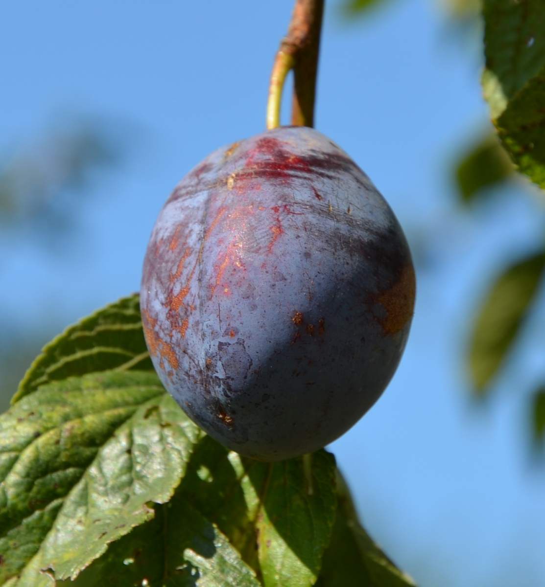 Auswahl von großen, alten Pflaumenbäumen