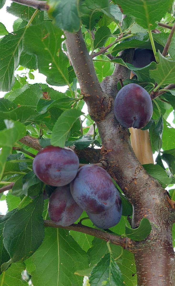 Nicht lange warten bis ein Obstbaum groß wird