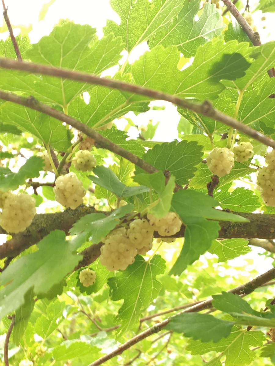 Weißer Maulbeerbaum für den Garten