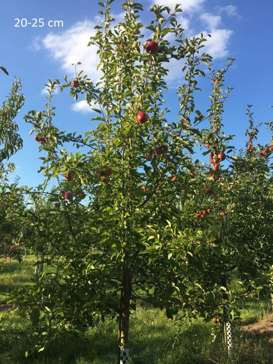 neue Apfelsorten, schon größere Bäume