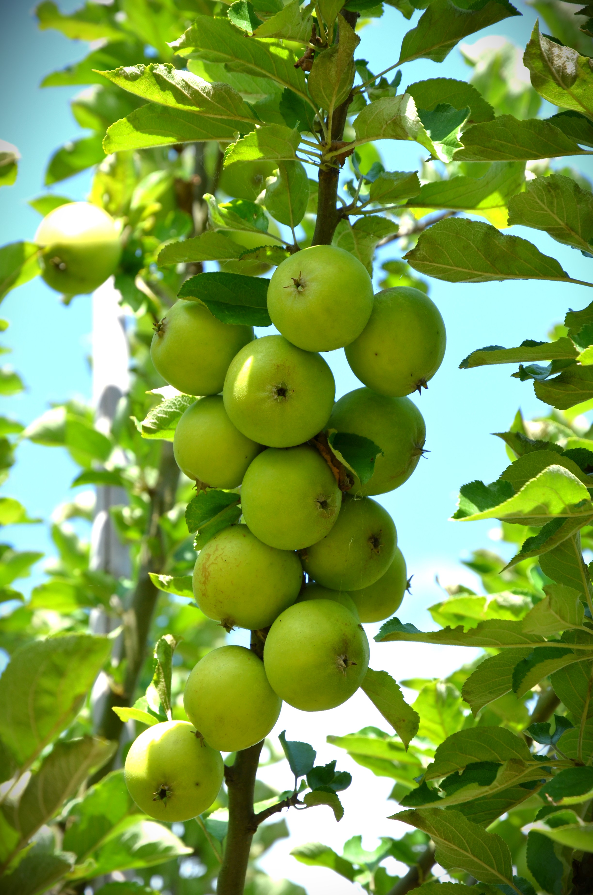 Apfelbaum Ananasrenette Hochstamm