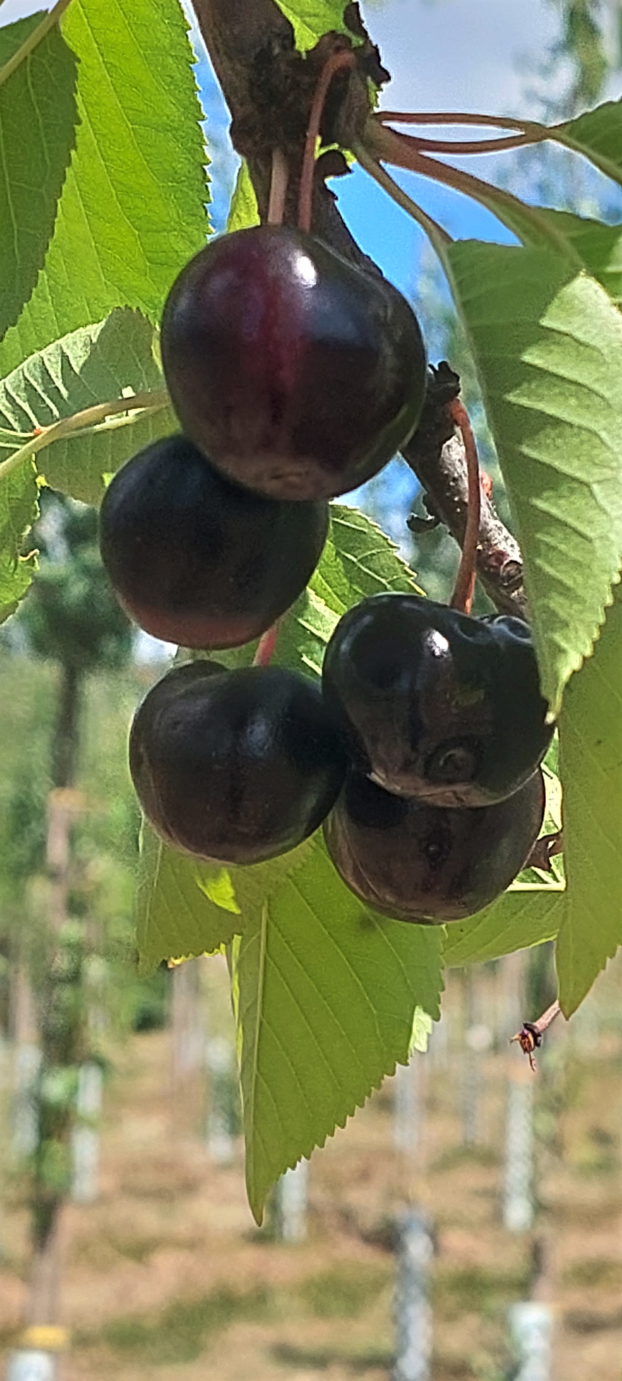 große Kirschenbäume pflanzen, schneller Ertrag