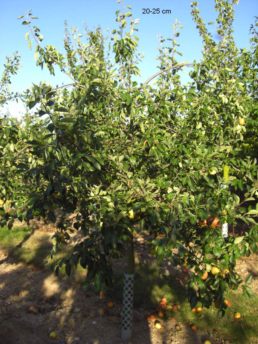 Apfel James Grieve als großer Baum