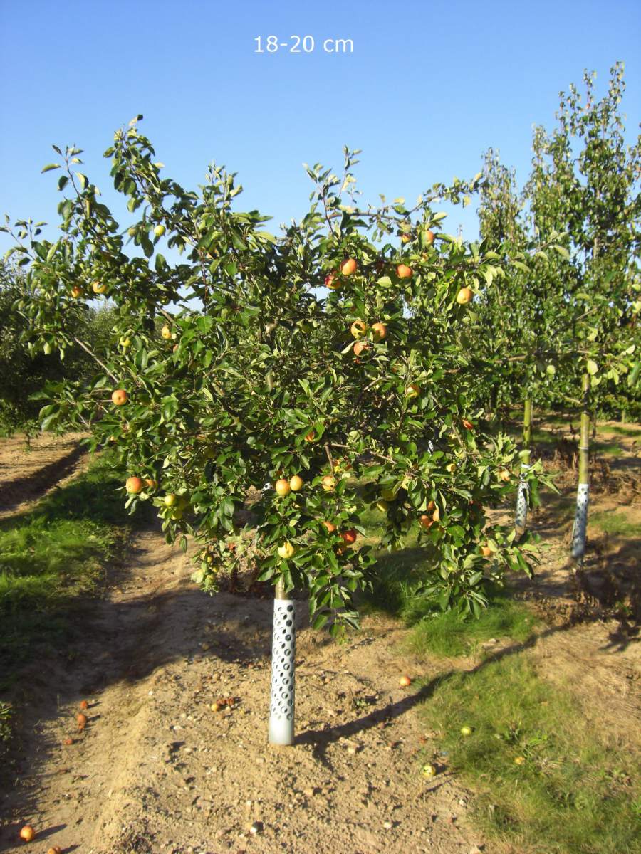 Apfel James Grieve als großer Baum
