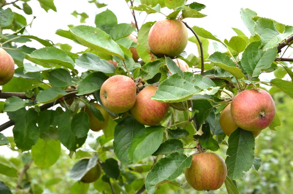 Apfelbaum Roter Boskoop großer Baum kaufen