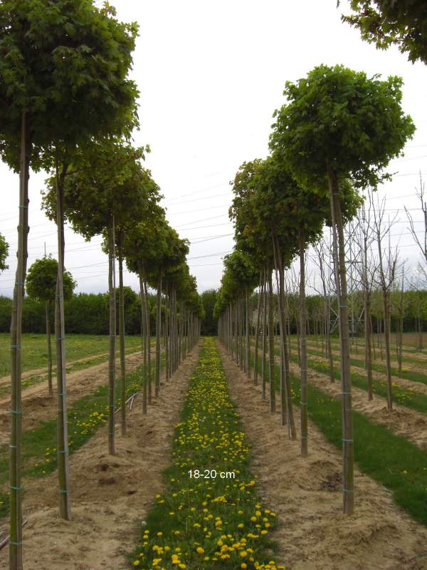 Kugelbaum kaufen, günstige Lieferung