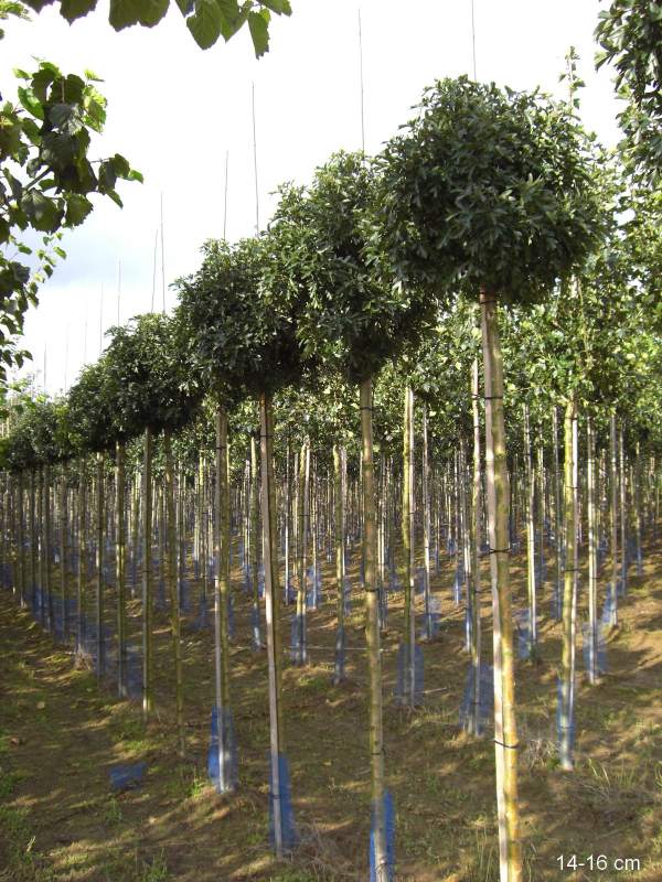 Kugelbaum kaufen, günstige Lieferung