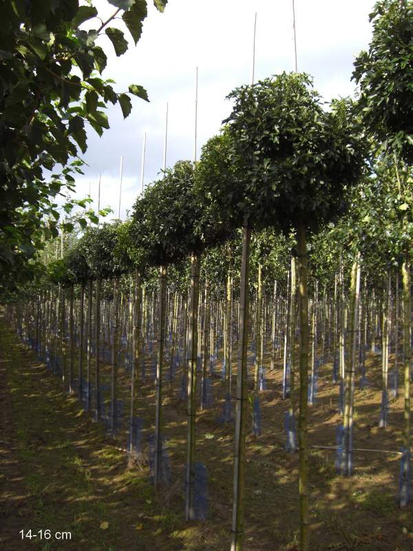 Kugelbaum kaufen, günstige Lieferung