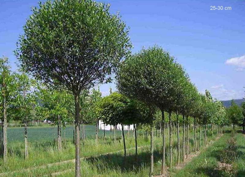 Kugelbaum kaufen, günstige Lieferung