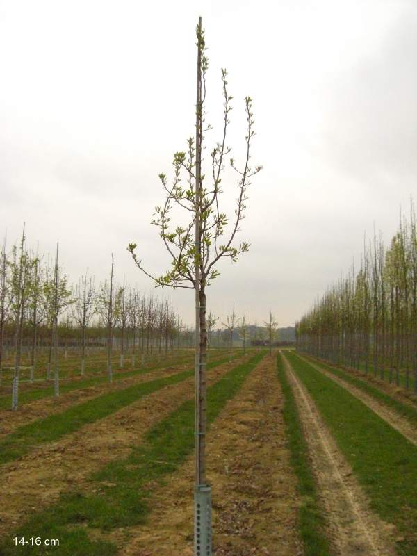 großen Birnenbaum mit Früchten und nach Hause liefern lassen