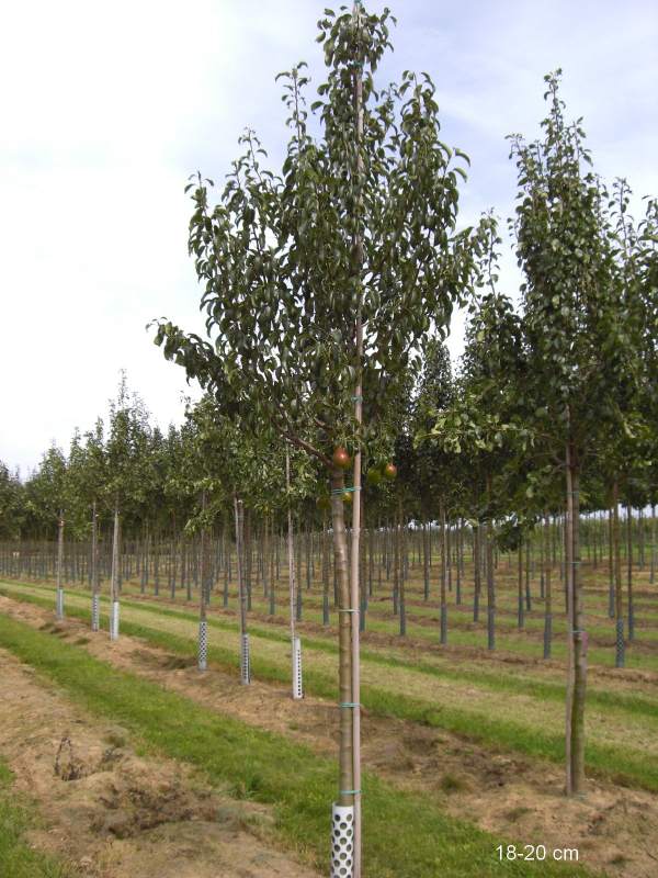 großen Birnenbaum mit Früchten und nach Hause liefern lassen