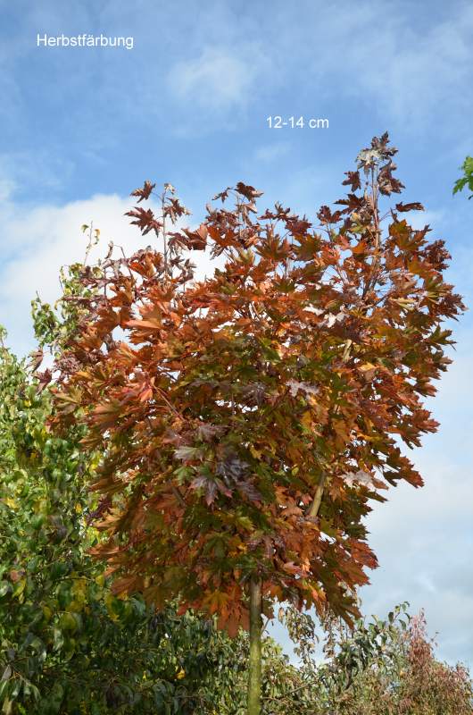 Kugelbaum kaufen, günstige Lieferung