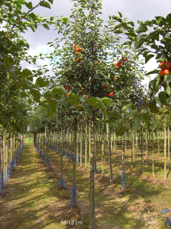 klein bleibende Bäume pflanzen