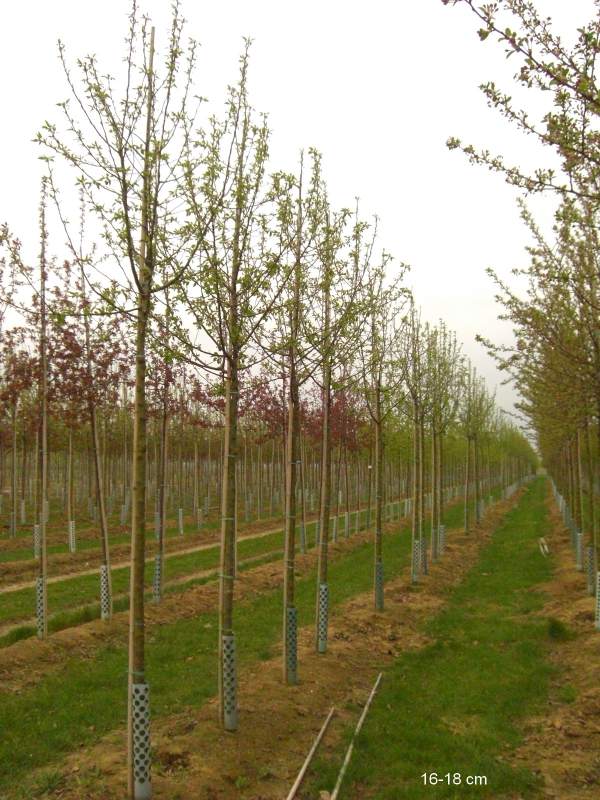 klein bleibende Bäume pflanzen